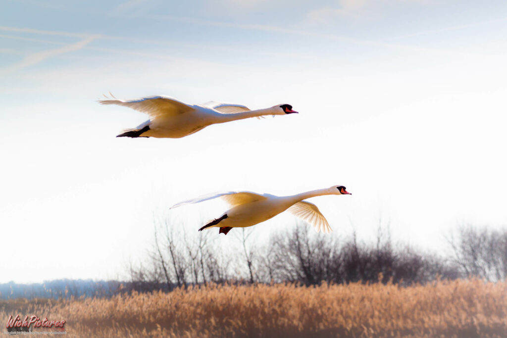 David Wichmann - Wichpictures